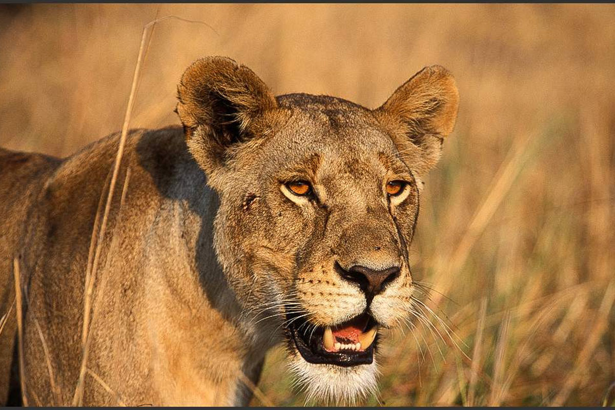 5-Day Living Among Lions - Mid-Range - Pure Africa Tours